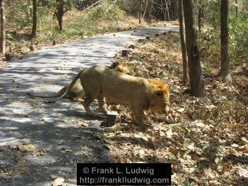 Sanjay Gandhi National Park
