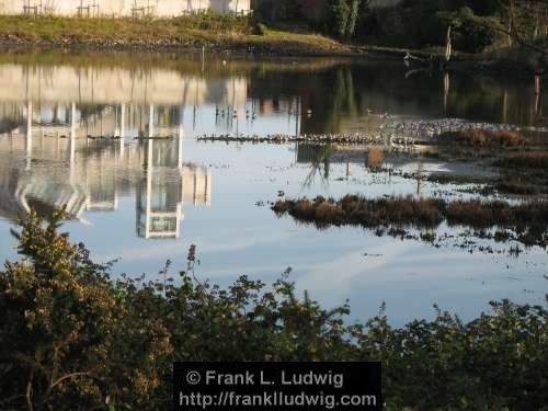 Booterstown Nature Reserve
